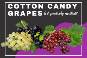 Are Cotton Candy Grapes Genetically Modified? (The Truth!)