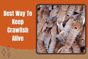 How To Store Live Crawfish Overnight? Best Storage Tips!