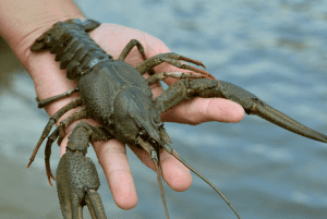 How To Tell If Frozen Crawfish Is Bad? - (The Best Guide!)